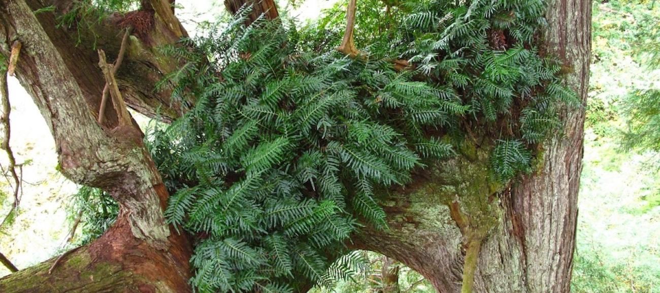 Research Reveals how to Reinvigorate Canopy Biodiversity in ...